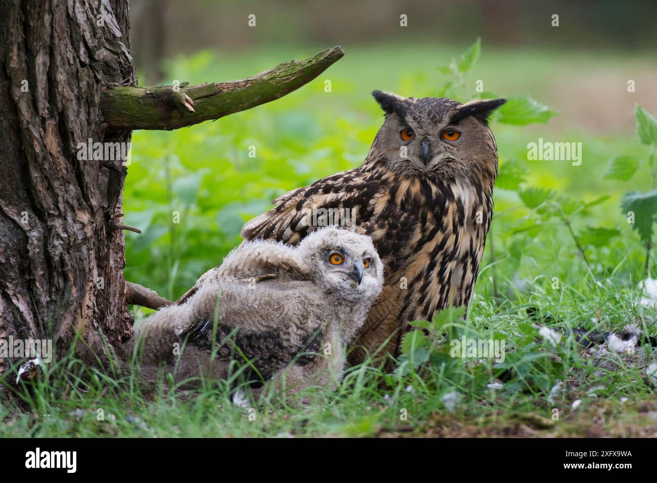 Eagle owl (Bubo bubo), adult and chick at nest, Netherlands. May Stock Photo - Alamy