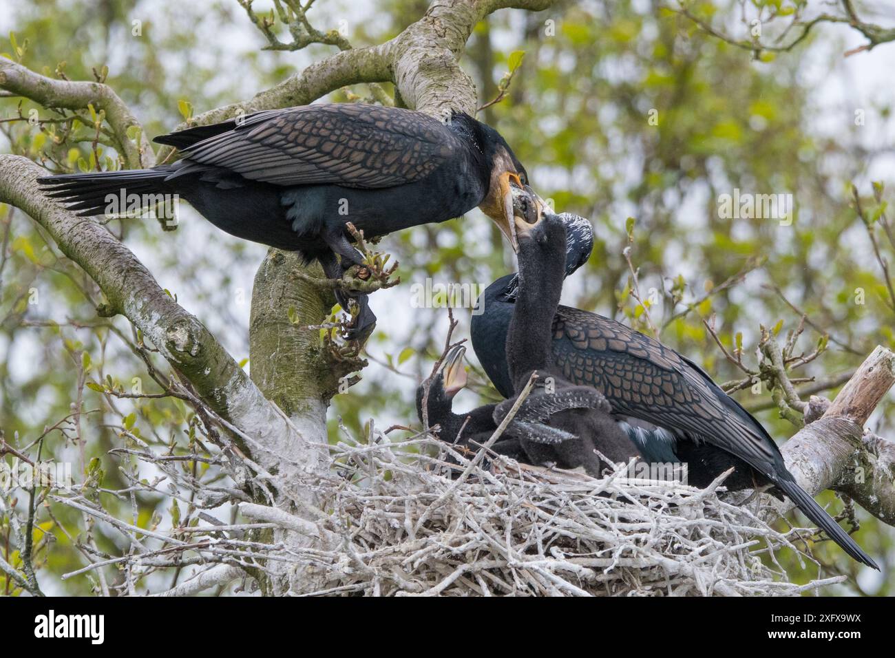 Great cormorant (Phalacrocorax carbo) regurgitating fish for chick ...