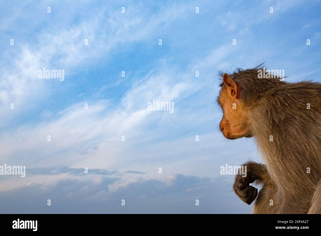 Bonnet macaque (Macaca radiata) male profile portrait . Hampi ...