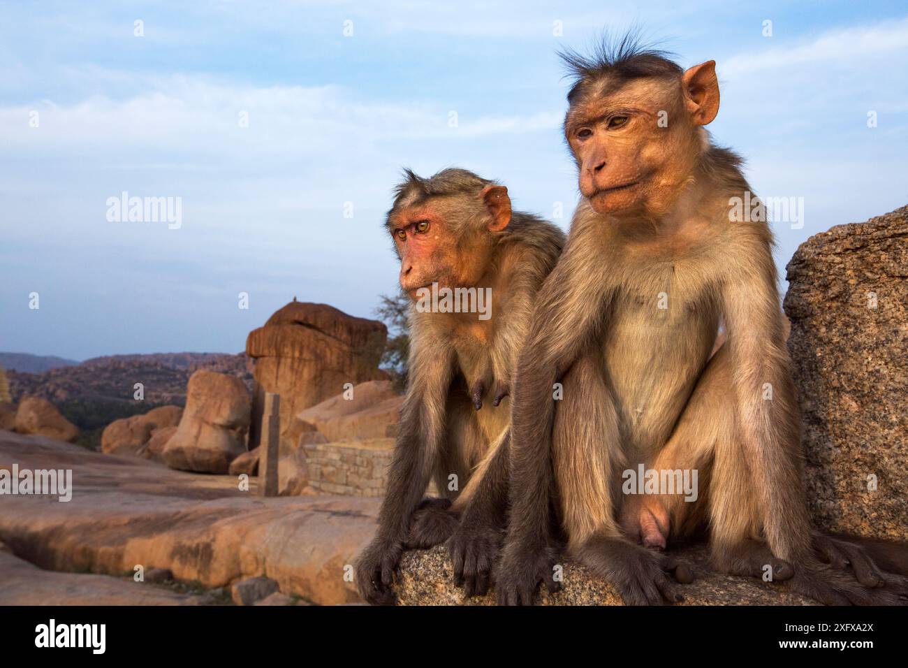 Bonnet macaque (Macaca radiata) male and female sitting on an ancient temple . Hampi, Karnataka ...