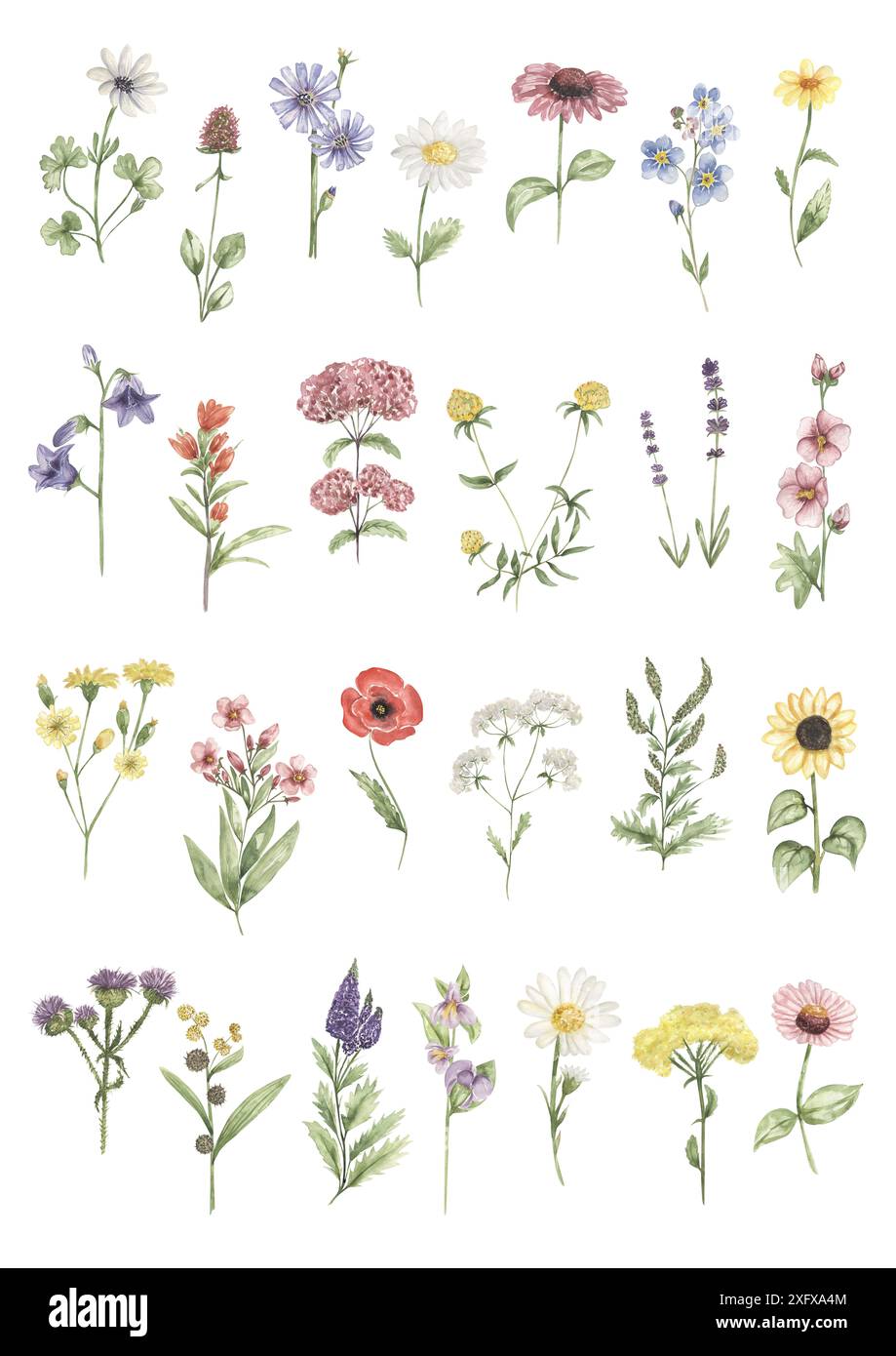 Watercolor meadow florals poster illustration, wildflowers alphabet ...