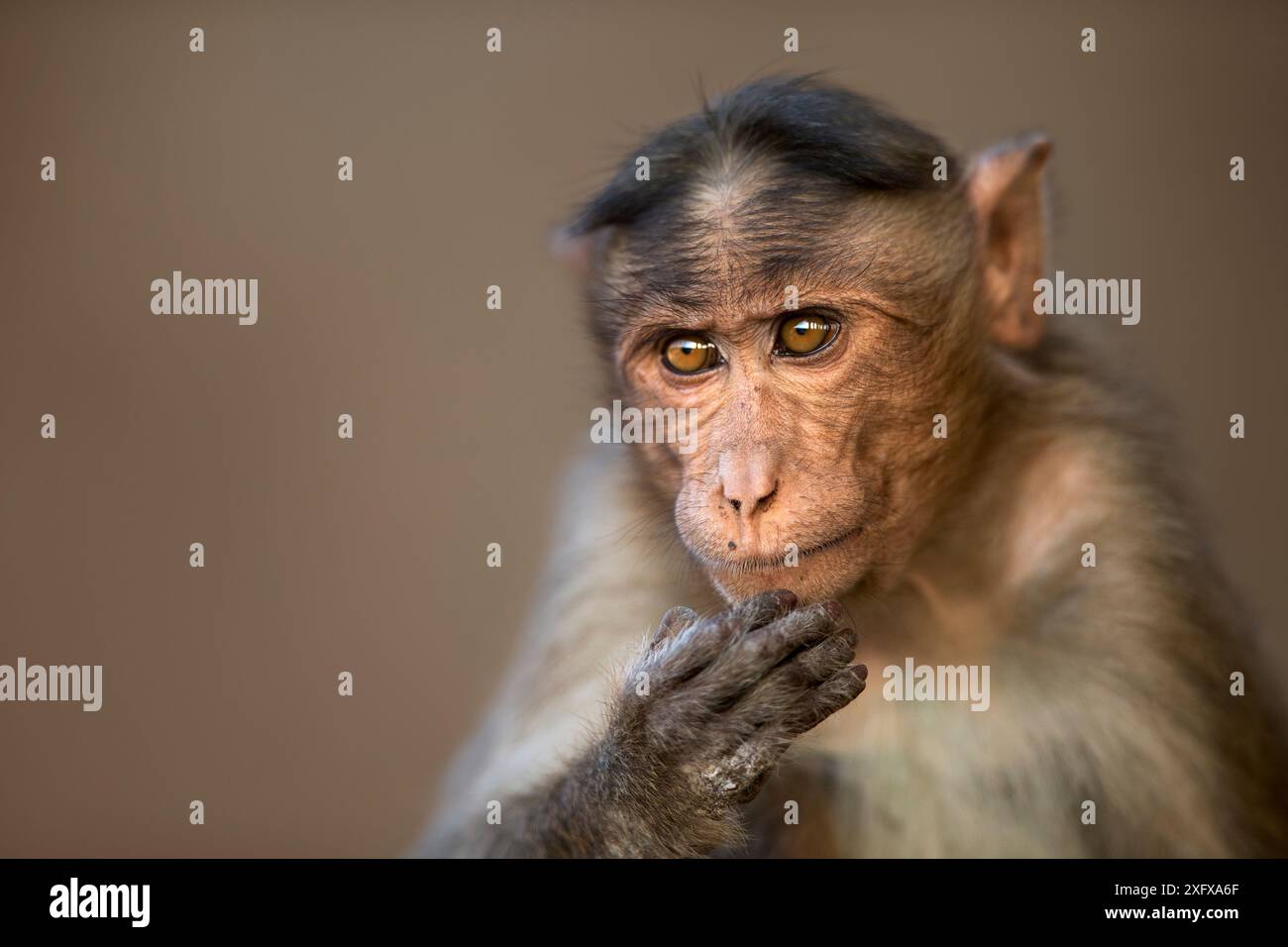 Indian macaques macaca radiata monkey hi-res stock photography and ...