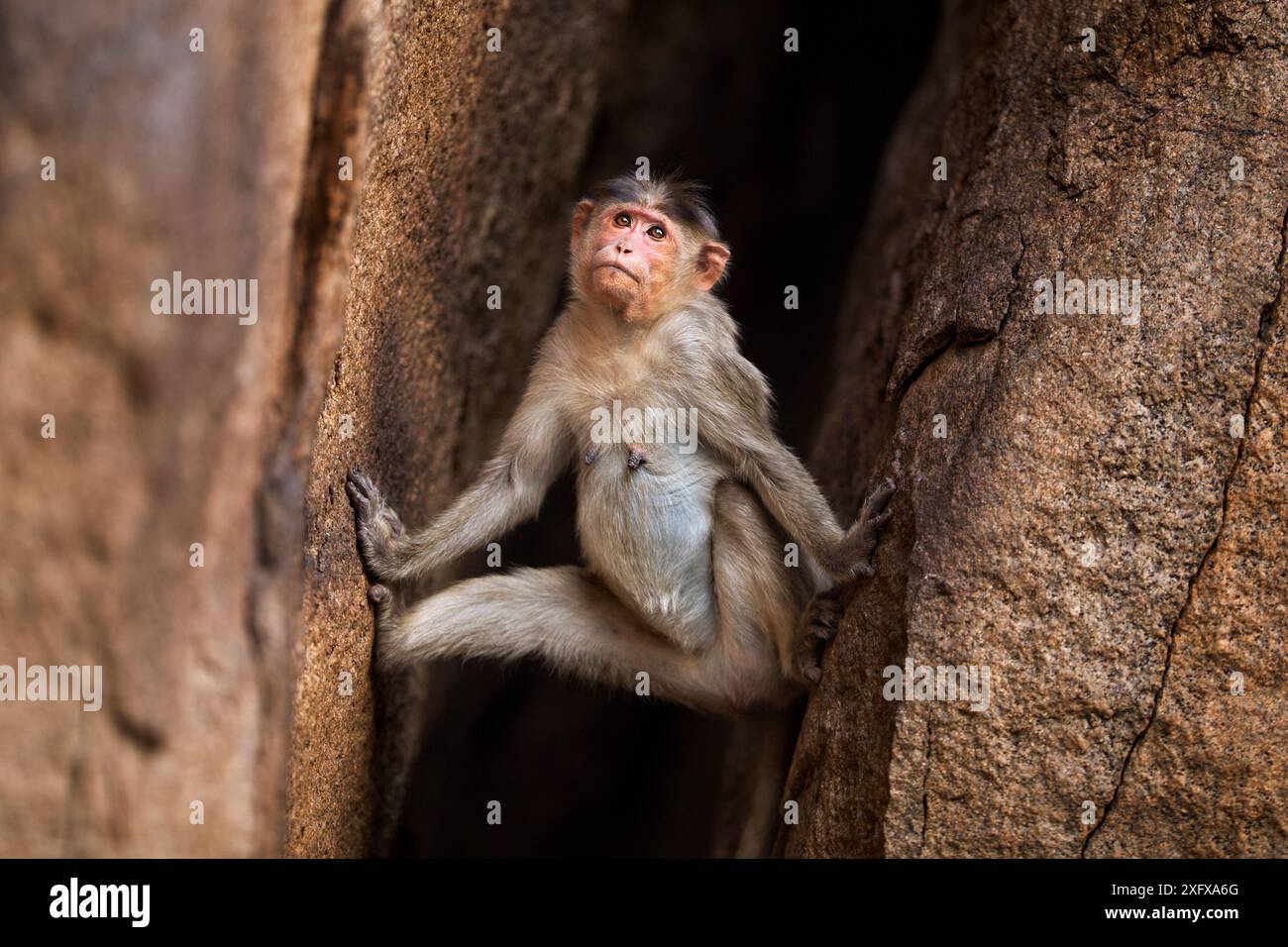 Bonnet macaque (Macaca radiata) female climbing down a rock crevasse ...