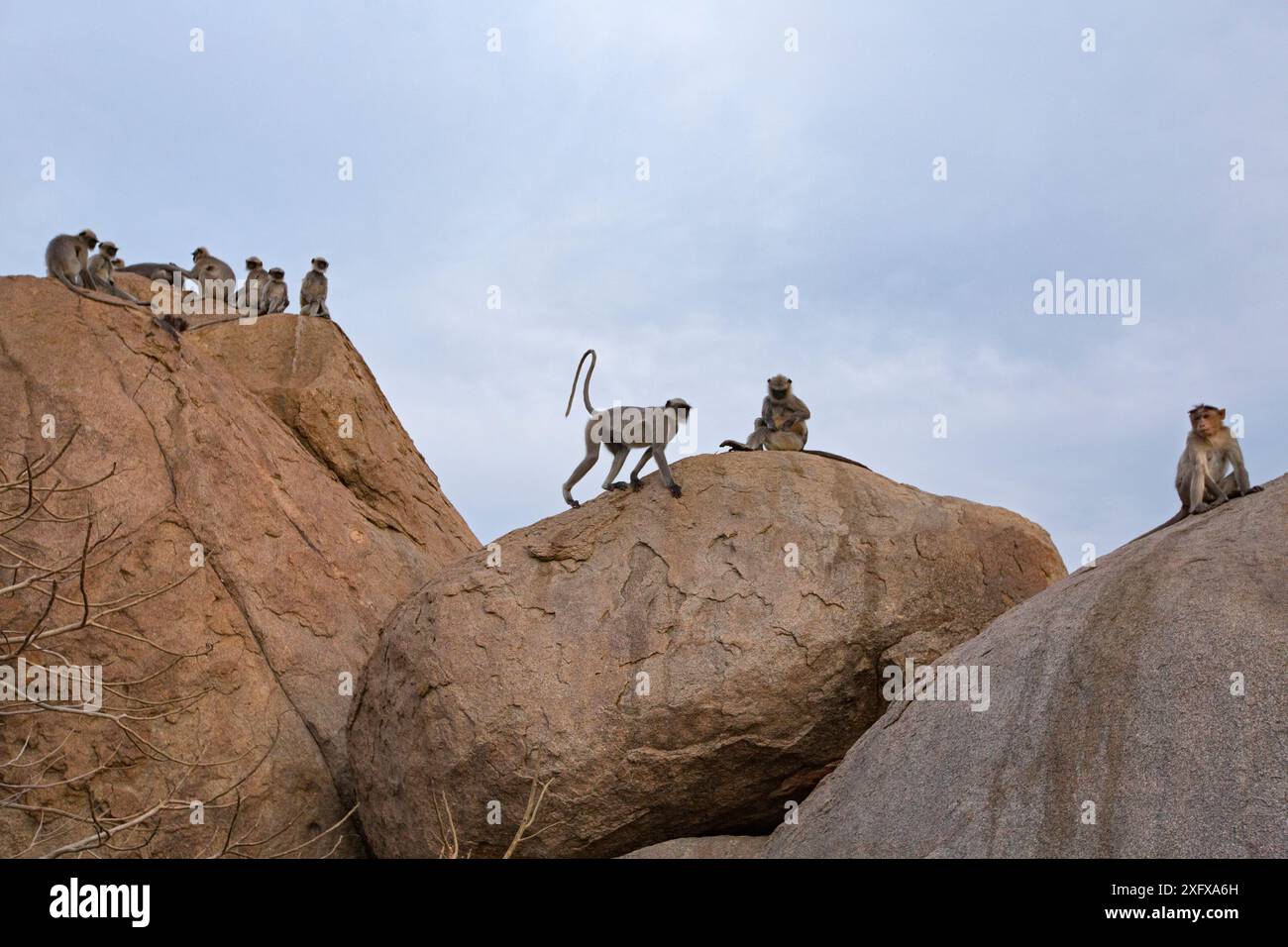 Southern plains grey langurs (Semnopithecus dussumieri). (Semnopithecus ...