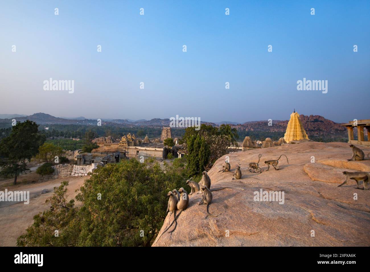 Southern plains grey langurs (Semnopithecus dussumieri). sitting on ...