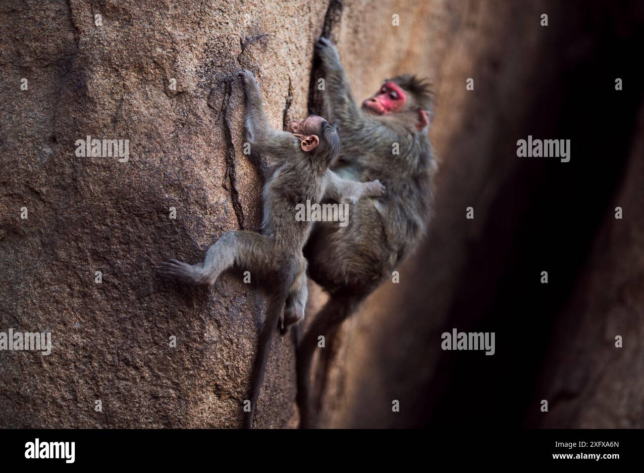 Bonnet macaque (Macaca radiata) female and baby climbing down a ...