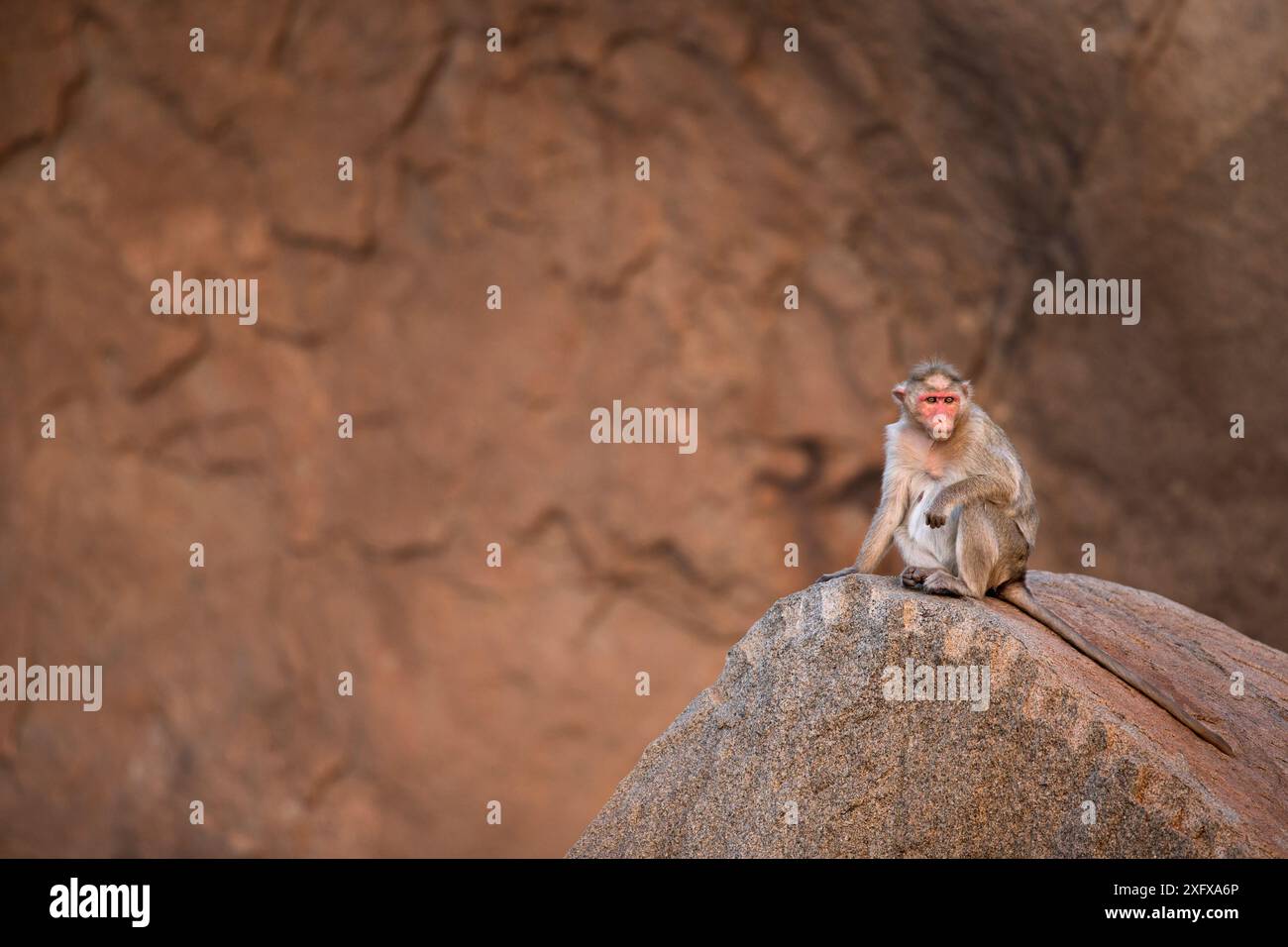 Bonnet macaque (Macaca radiata) female sitting on a carved rock . Hampi ...