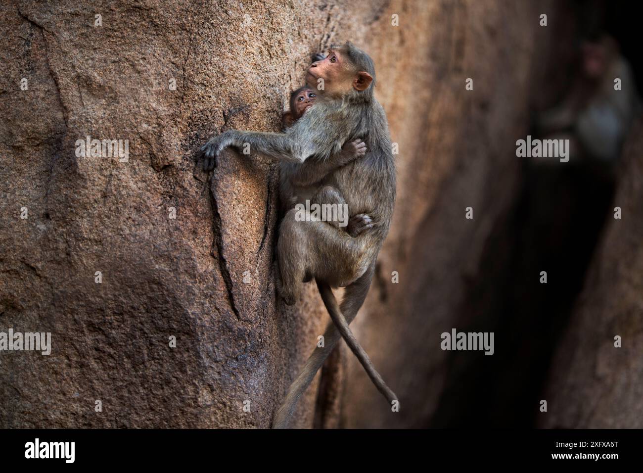 Bonnet macaque (Macaca radiata) female carrying a baby climbing down a ...