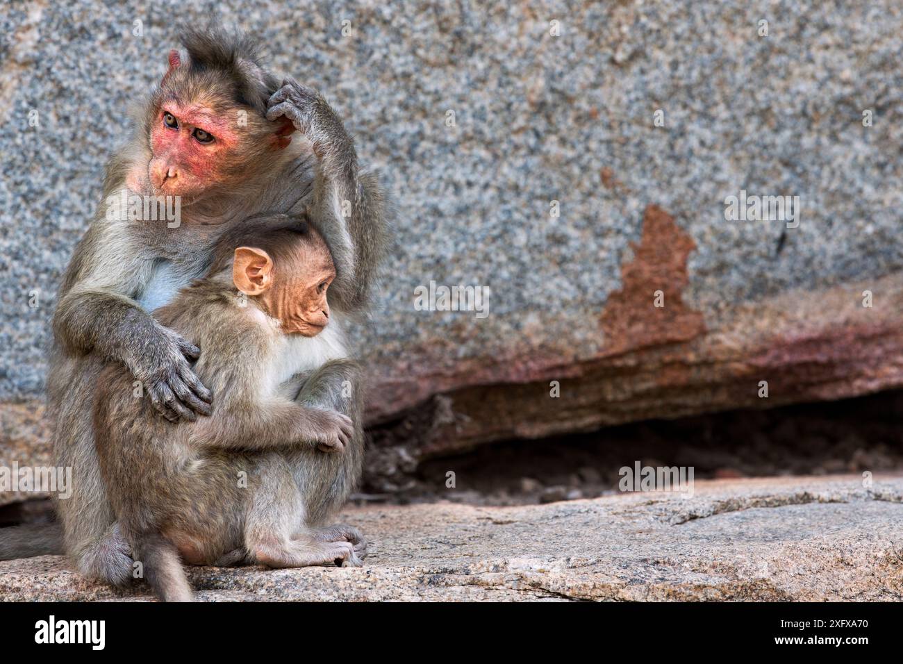 Bonnet macaque (Macaca radiata) female and baby . Hampi, Karnataka ...