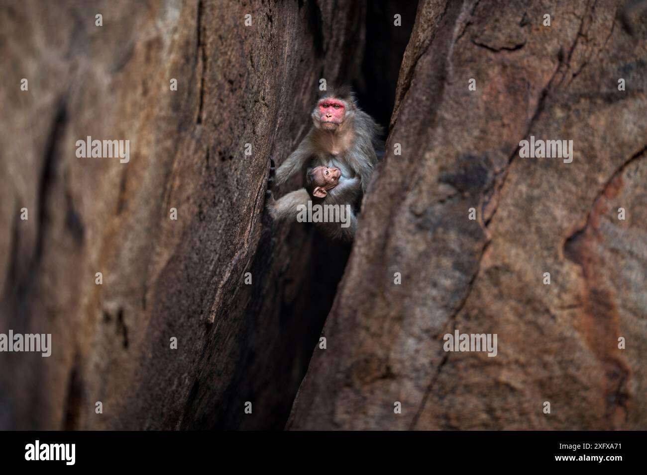Bonnet macaque (Macaca radiata) female carrying a baby climbing down a ...