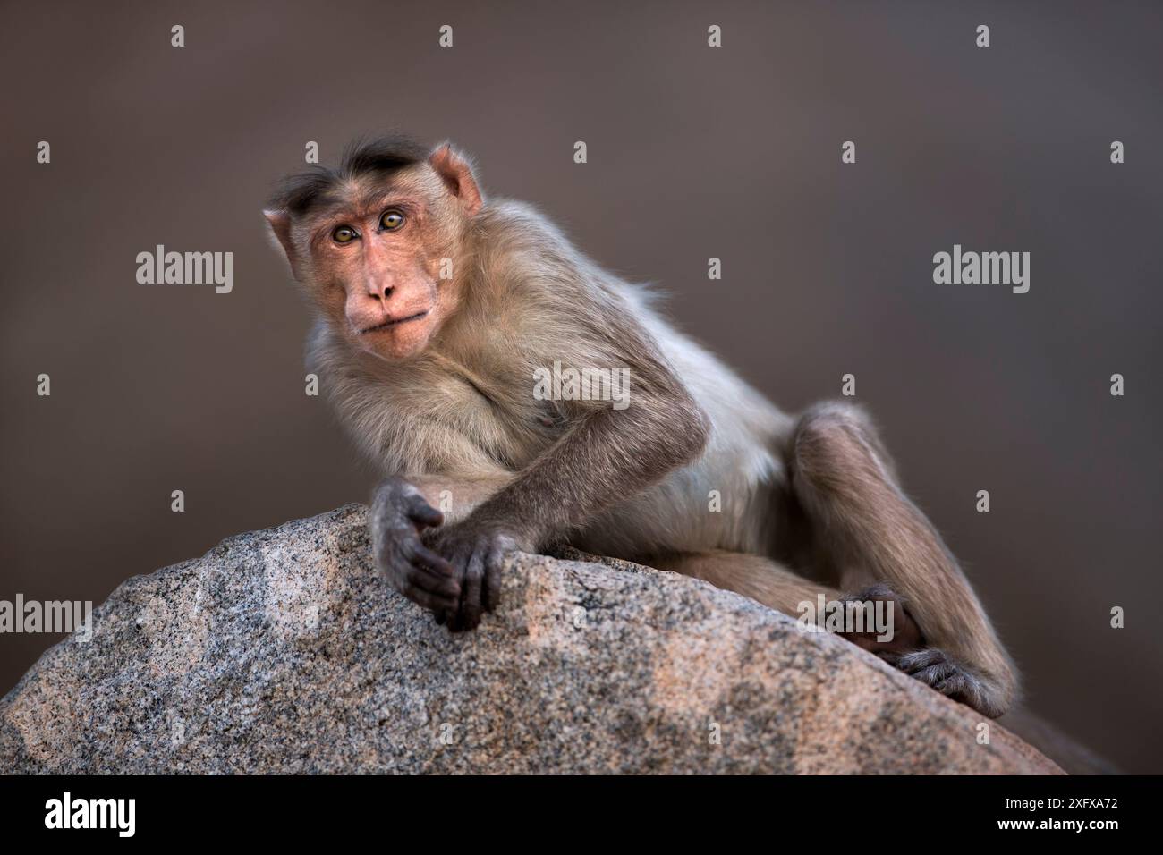 Bonnet macaque (Macaca radiata) male resting on a rock . Hampi ...