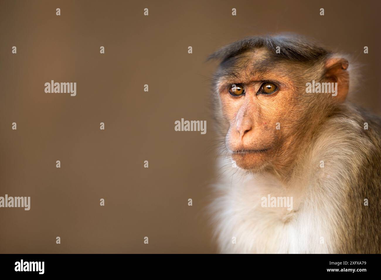 Bonnet macaque (Macaca radiata) female portrait . Hampi, Karnataka ...