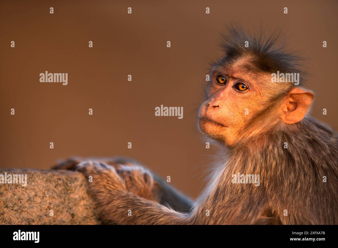 Bonnet macaque (Macaca radiata) female portrait . Hampi, Karnataka ...