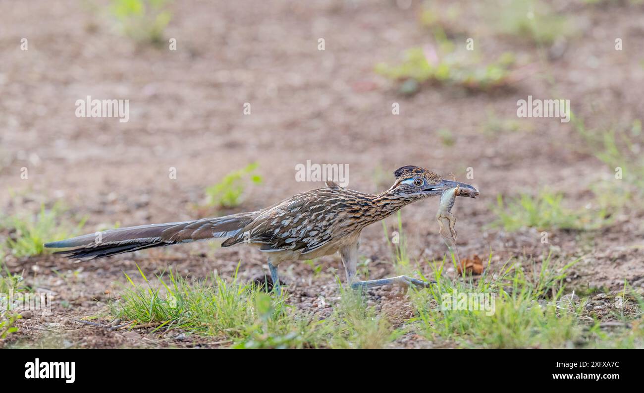 Greater roadrunner (Geococcyx californianus) returning to nest with ...