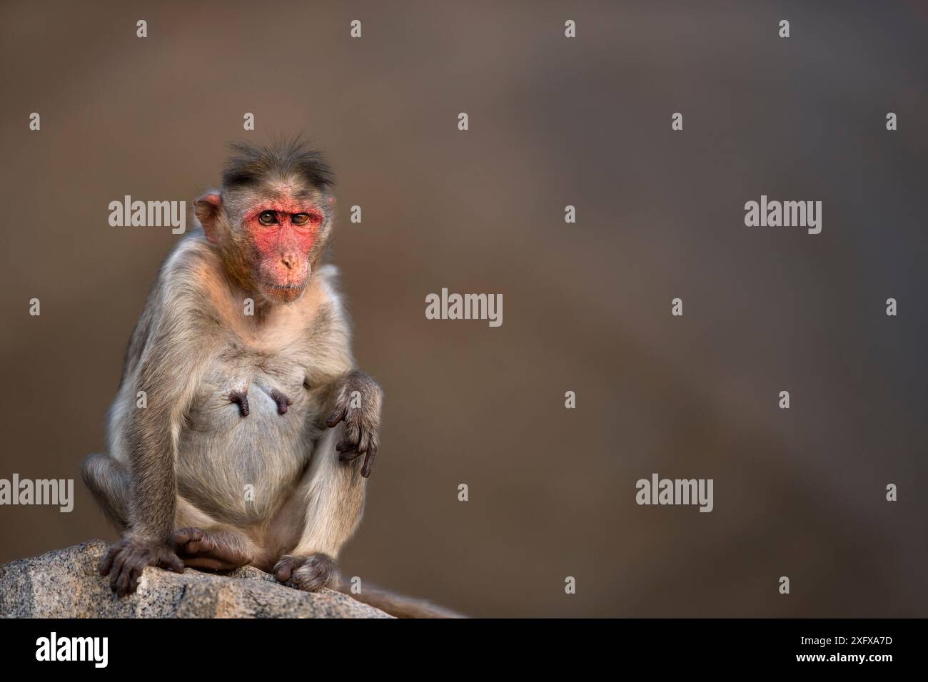 Bonnet macaque (Macaca radiata) female portrait . Hampi, Karnataka ...