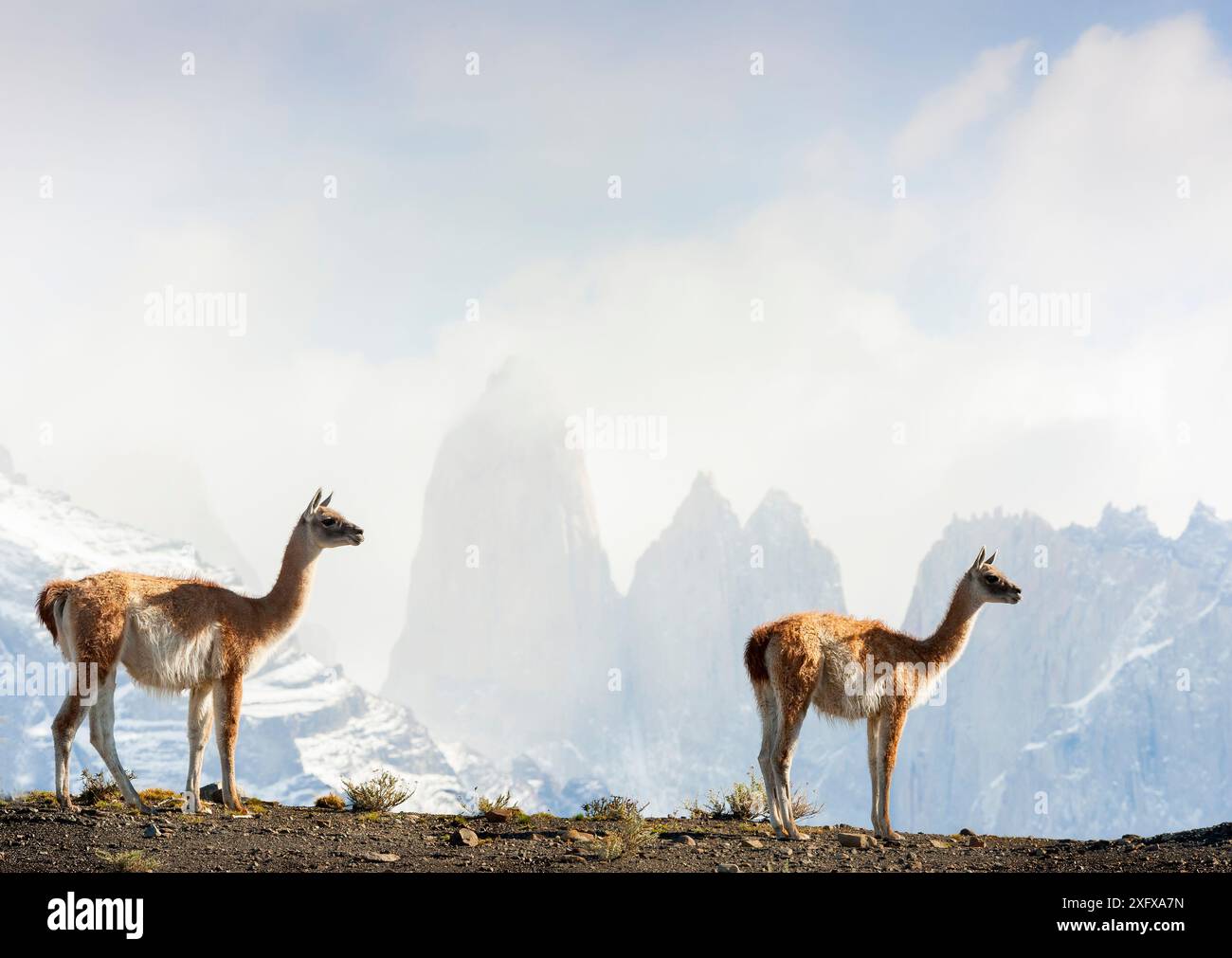 Two Guanacos (Lama guanicoe), against mountains, Torres del Paine ...