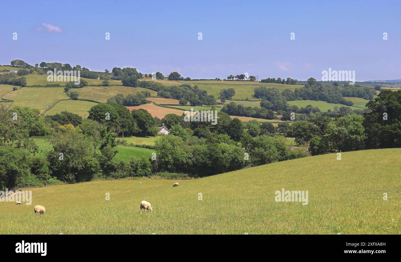 An English rural landscape in East Devon UK, with rolling hills and ...