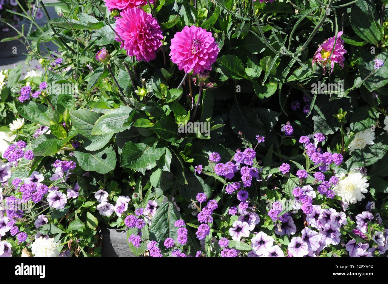 Copenhagen/ Denmark/05 July 2024/Flowers and fplants free lance ...