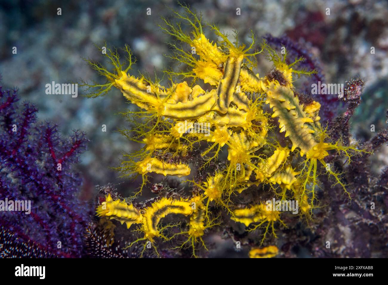 Yellow sea cucumbers (Colochirus robustus) feeding in current. Triton ...