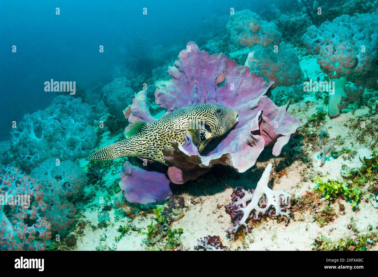 Indo pacific map hi-res stock photography and images - Alamy