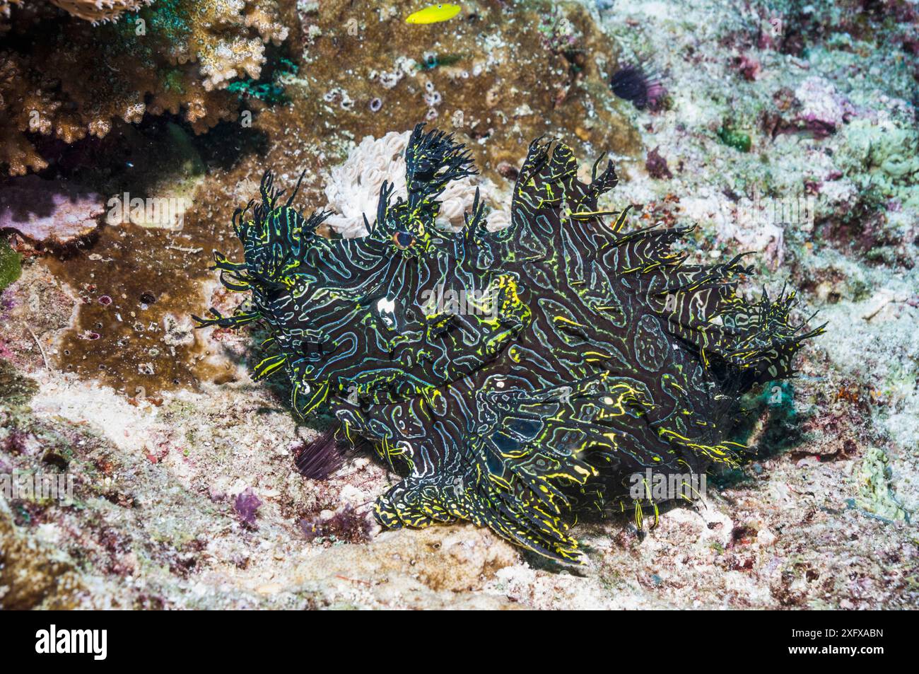 Lacy scorpionfish hi-res stock photography and images - Alamy