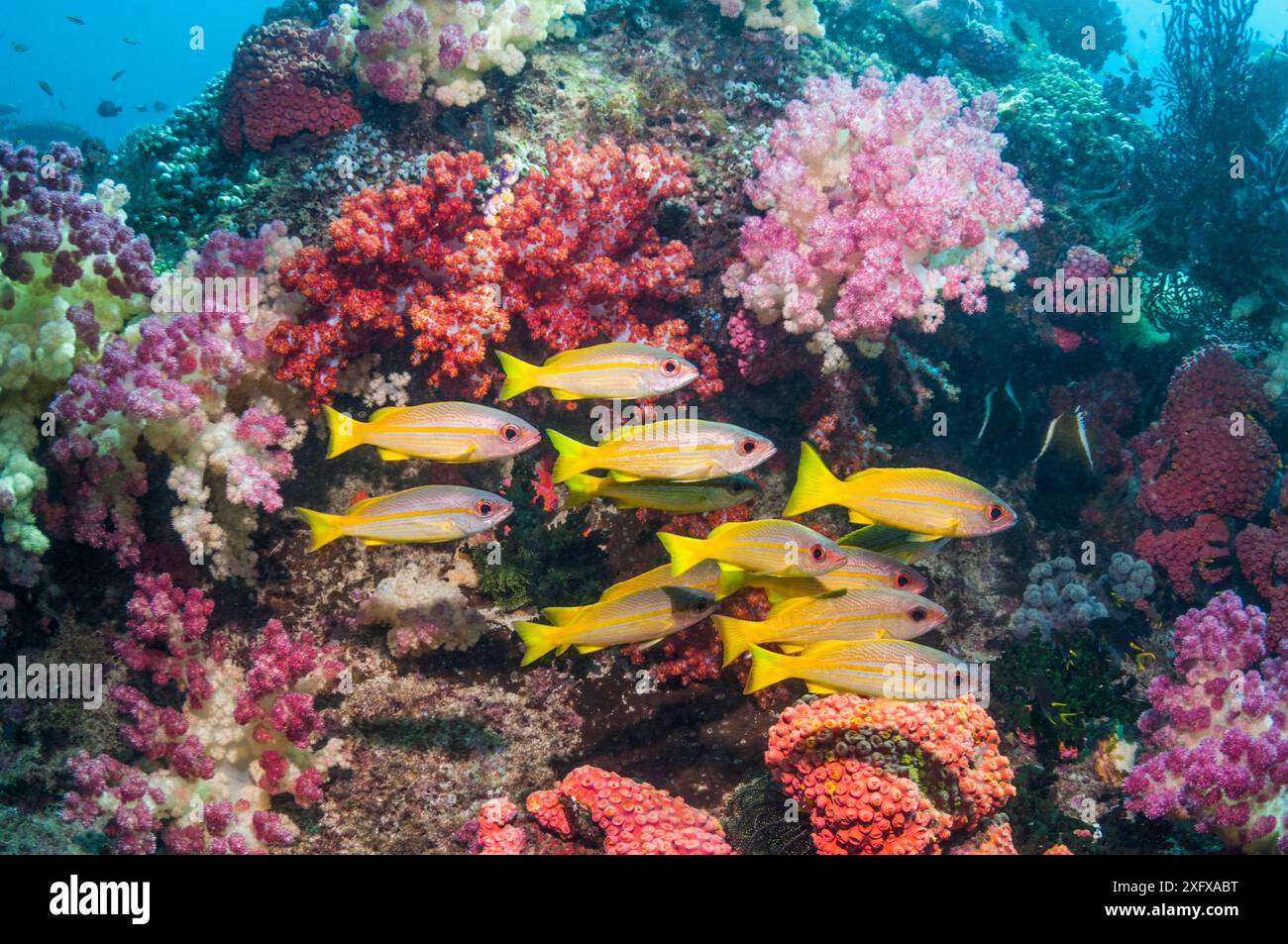 Bigeye snapper (Lutjanus lutjanus) school over coral reef. Triton Bay ...