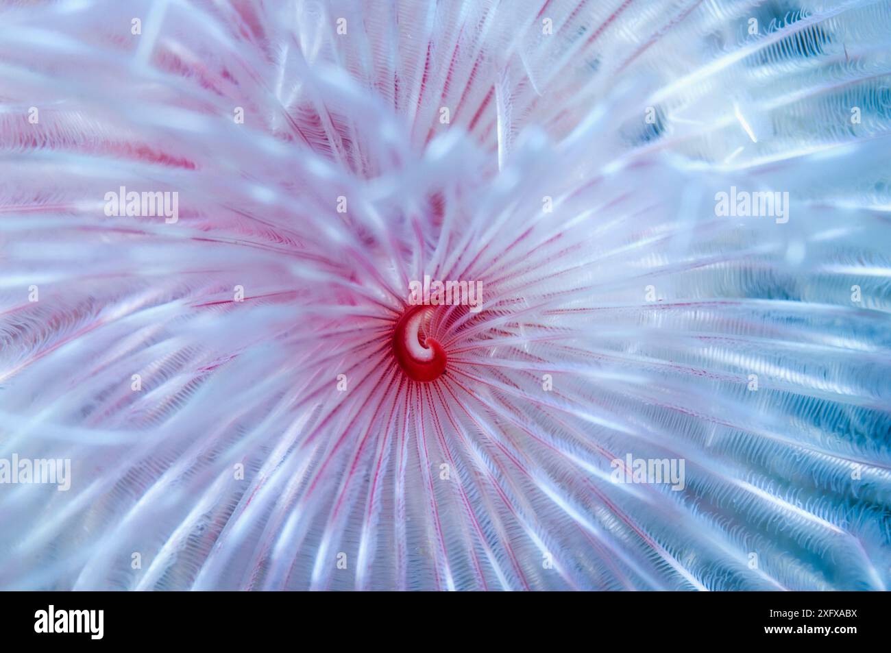 Magnificent feather duster worm (Protula magnifica) Puerto Galera ...