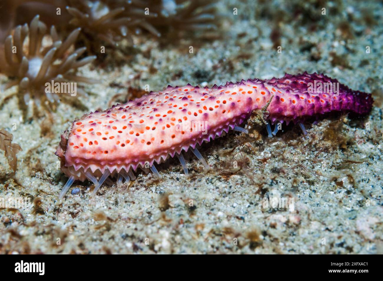 Severed starfish arm 'walking' over coral reef. Starfish are able to ...