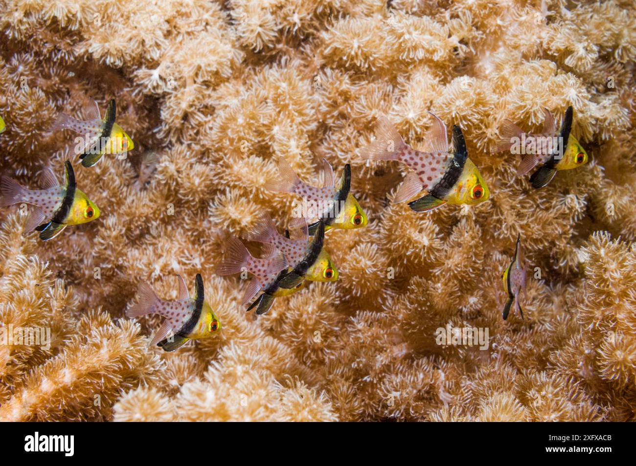 Pajama cardinalfish (Sphaeramia nematoptera) Indonesia Stock Photo - Alamy