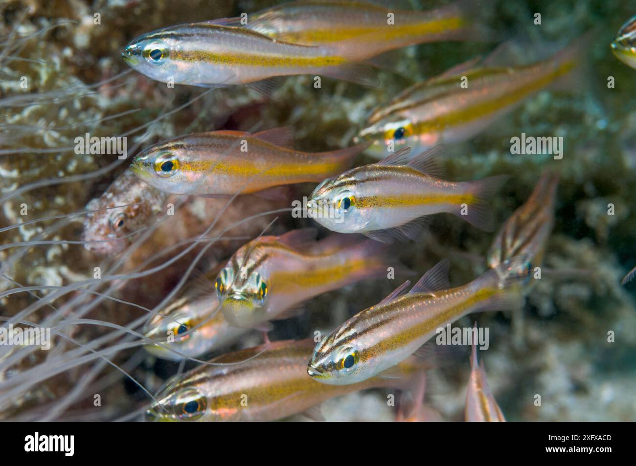 Tiny cardinalfish (Apogon manus) Puerto Galera, Philippines Stock Photo ...