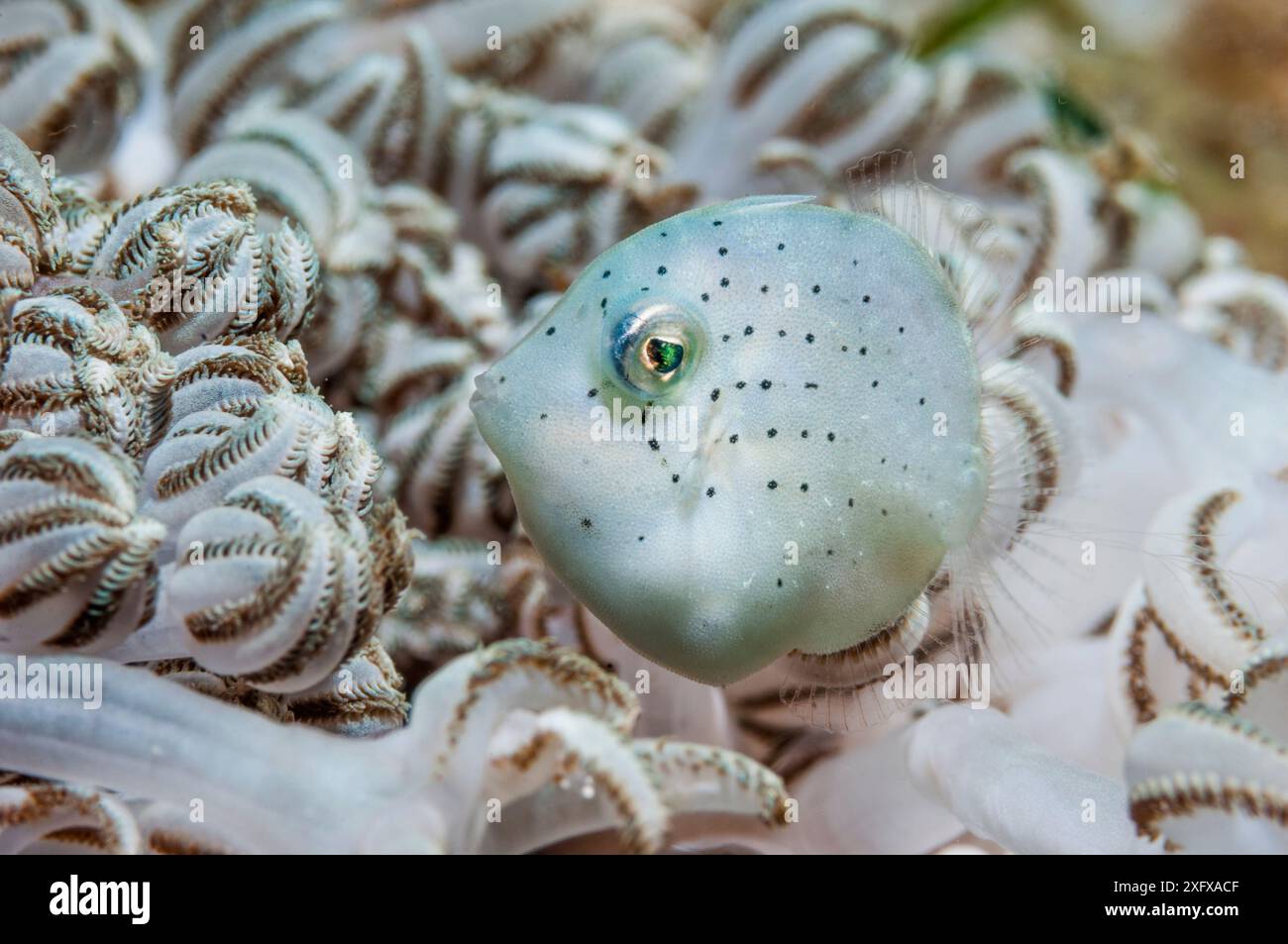 Taylor's inflator filefish (Brachaluteres taylori) amongst soft coral ...