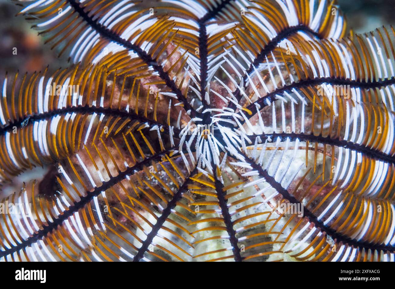 Close up of Crinoid or Featherstar. Philippines Stock Photo - Alamy