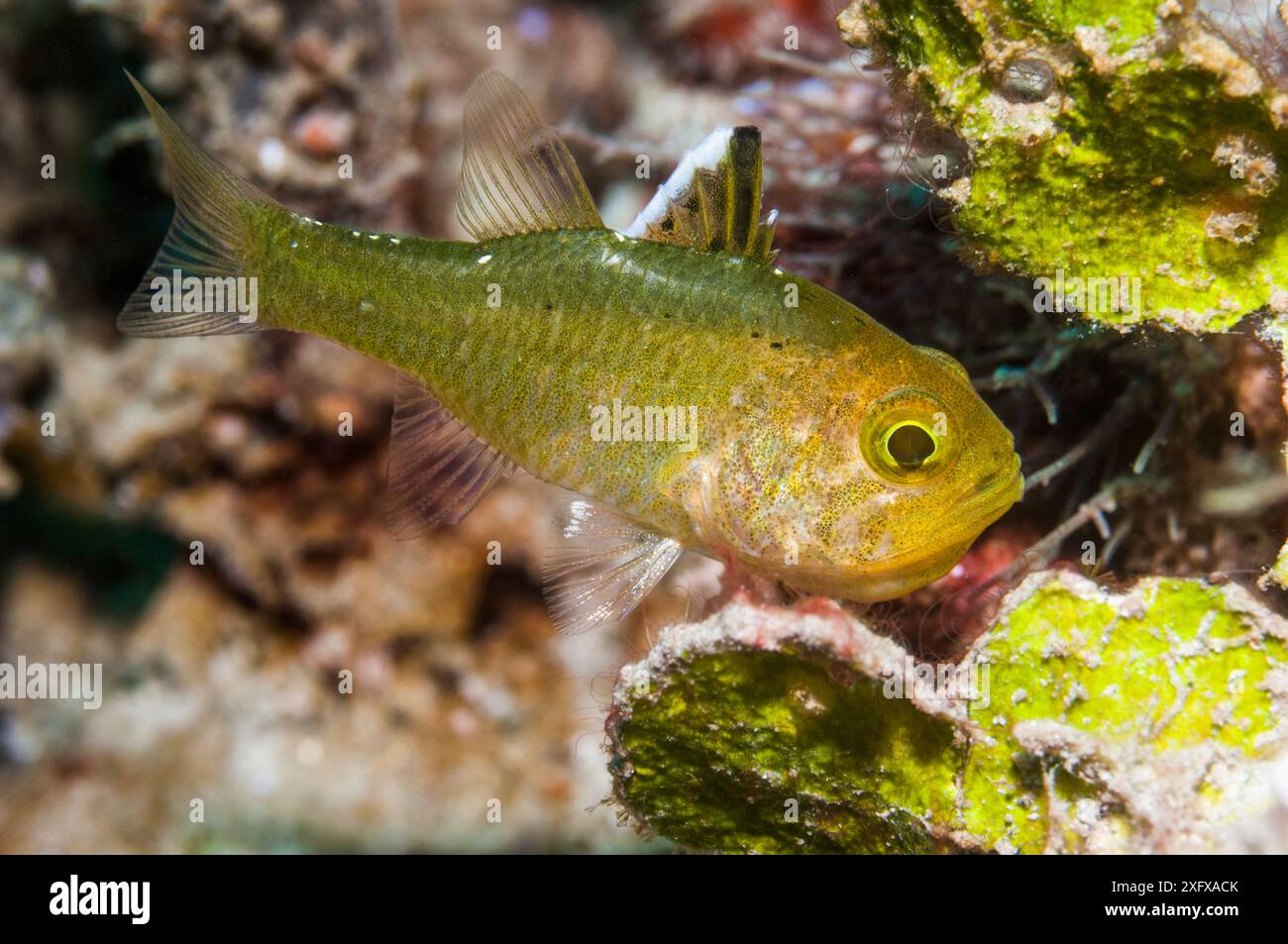 Flagfin cardinalfish (Apogon hoeveni) Puerto Galera, Philippines Stock ...