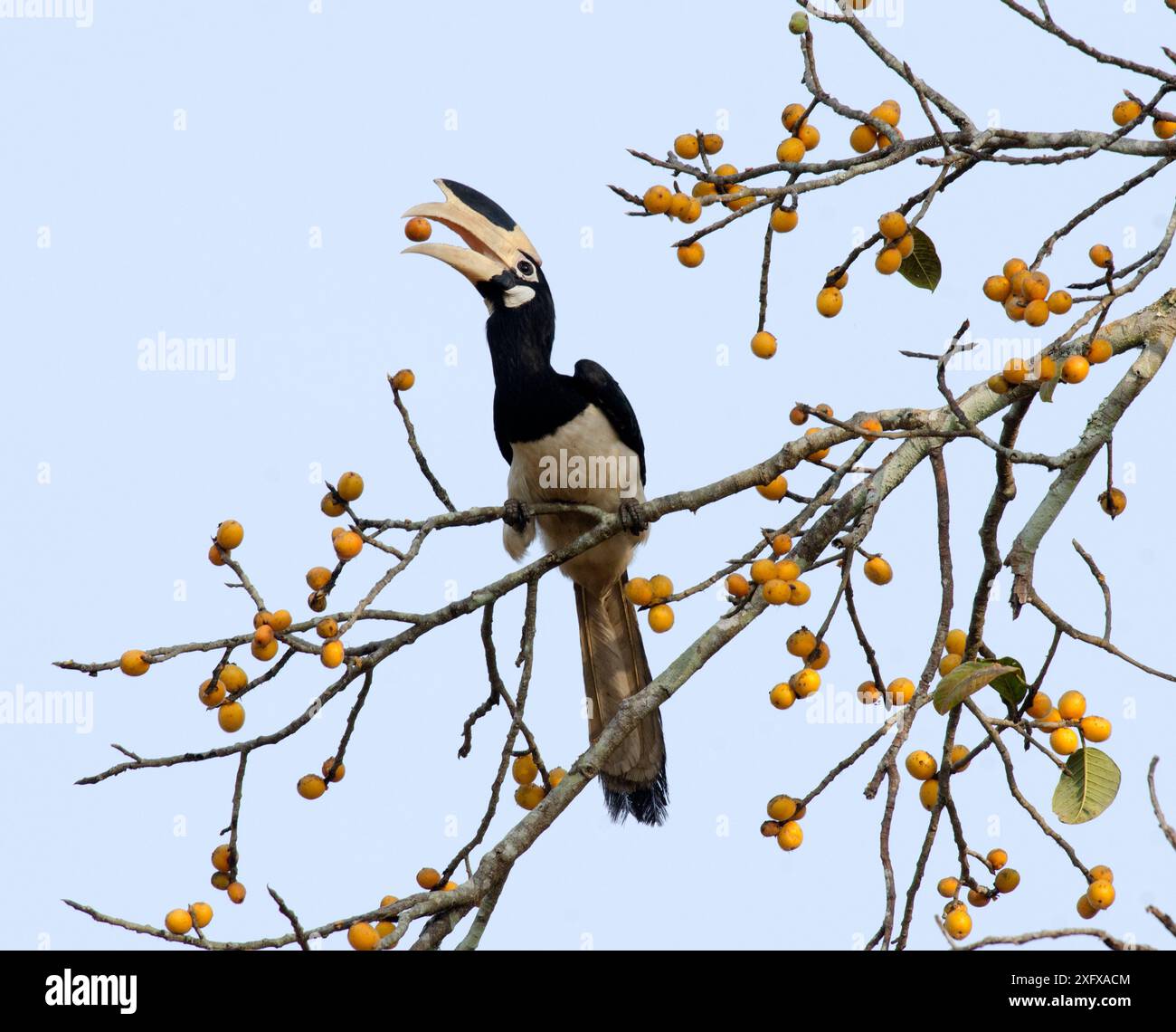 Malabar pied hornbill (Anthracoceros coronatus) feeding on fruit in ...