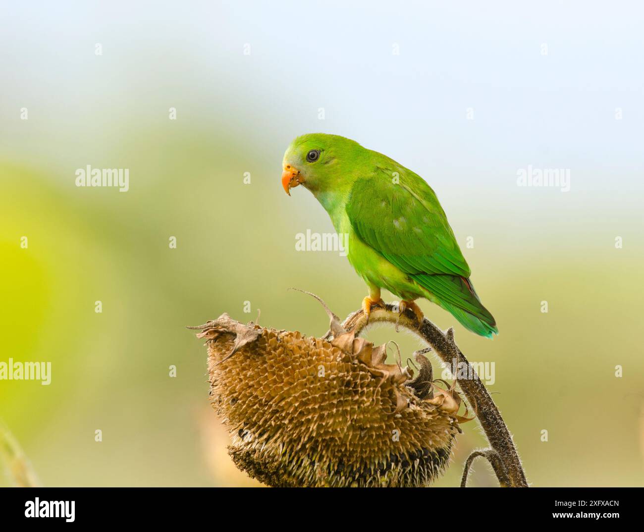 Indian hanging lorikeet hi-res stock photography and images - Alamy