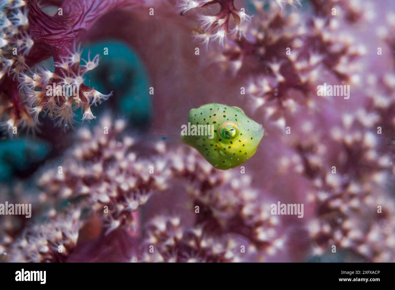 Taylor's pygmy leatherjacket / Puffer filefish (Brachaluteres taylori ...