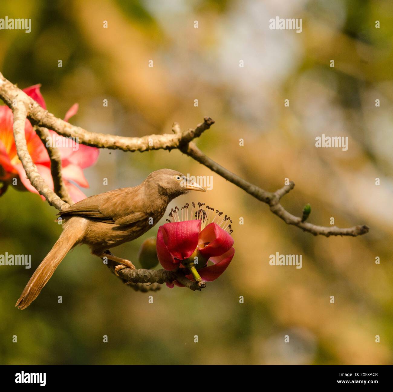 Jungle babbler (Turdoides striata) perched in tree beside pink flower ...