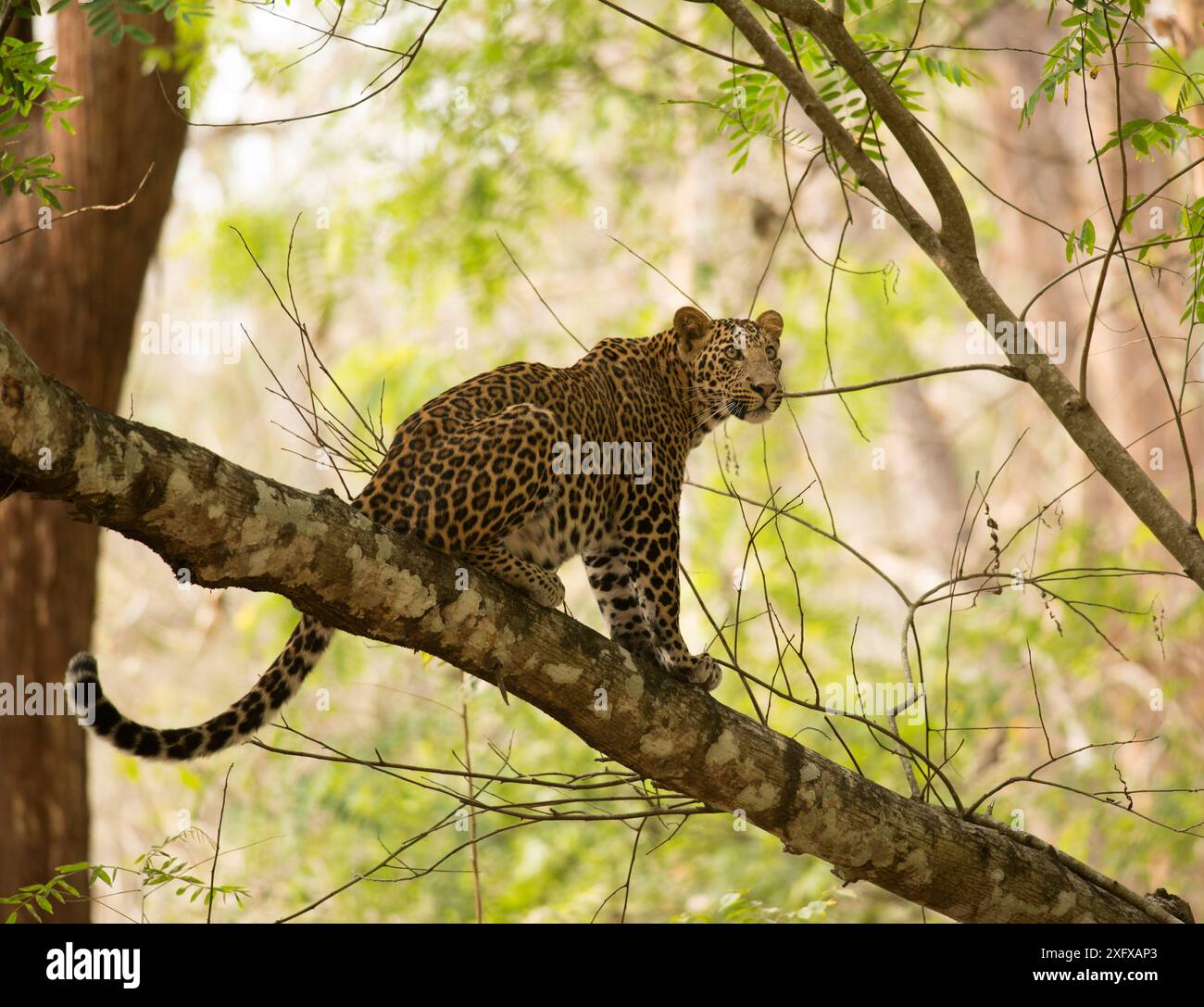 Leopard (Panthera pardus) sitting in tree. Kabini, Nagarhole National ...