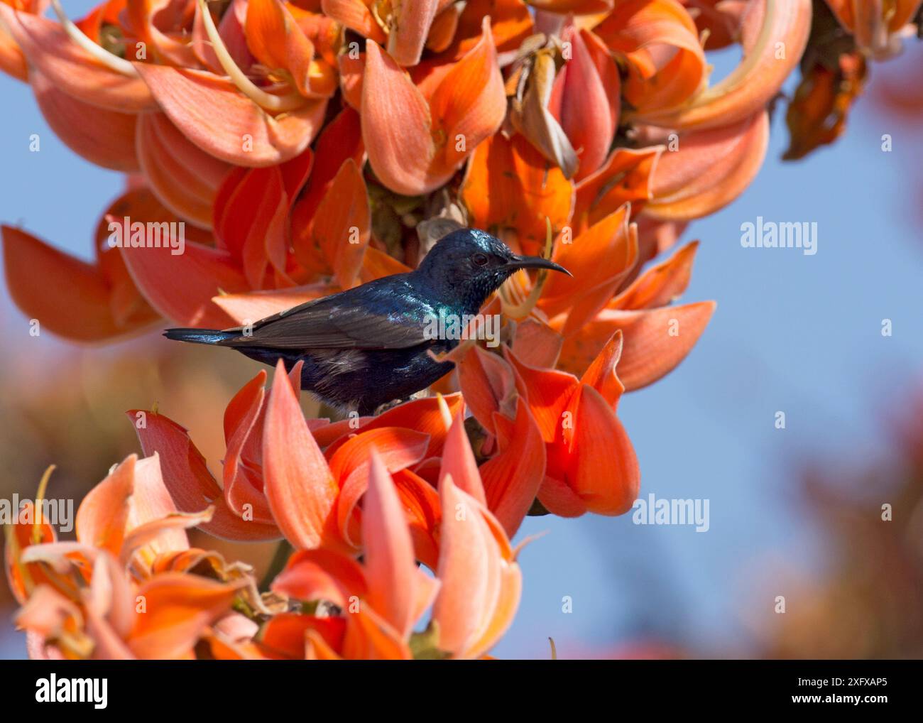 Purple sunbird (Cinnyris asiaticus) amongst orange flowers. Bandipur ...