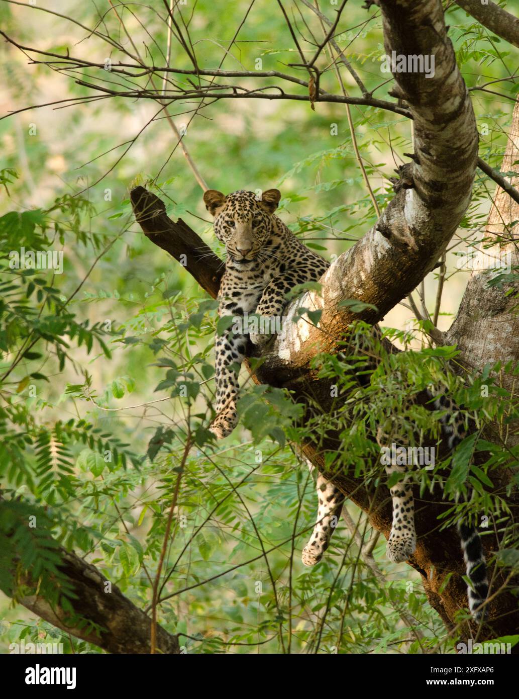 Leopard (Panthera pardus) lounging in tree. Kabini, Nagarhole National ...
