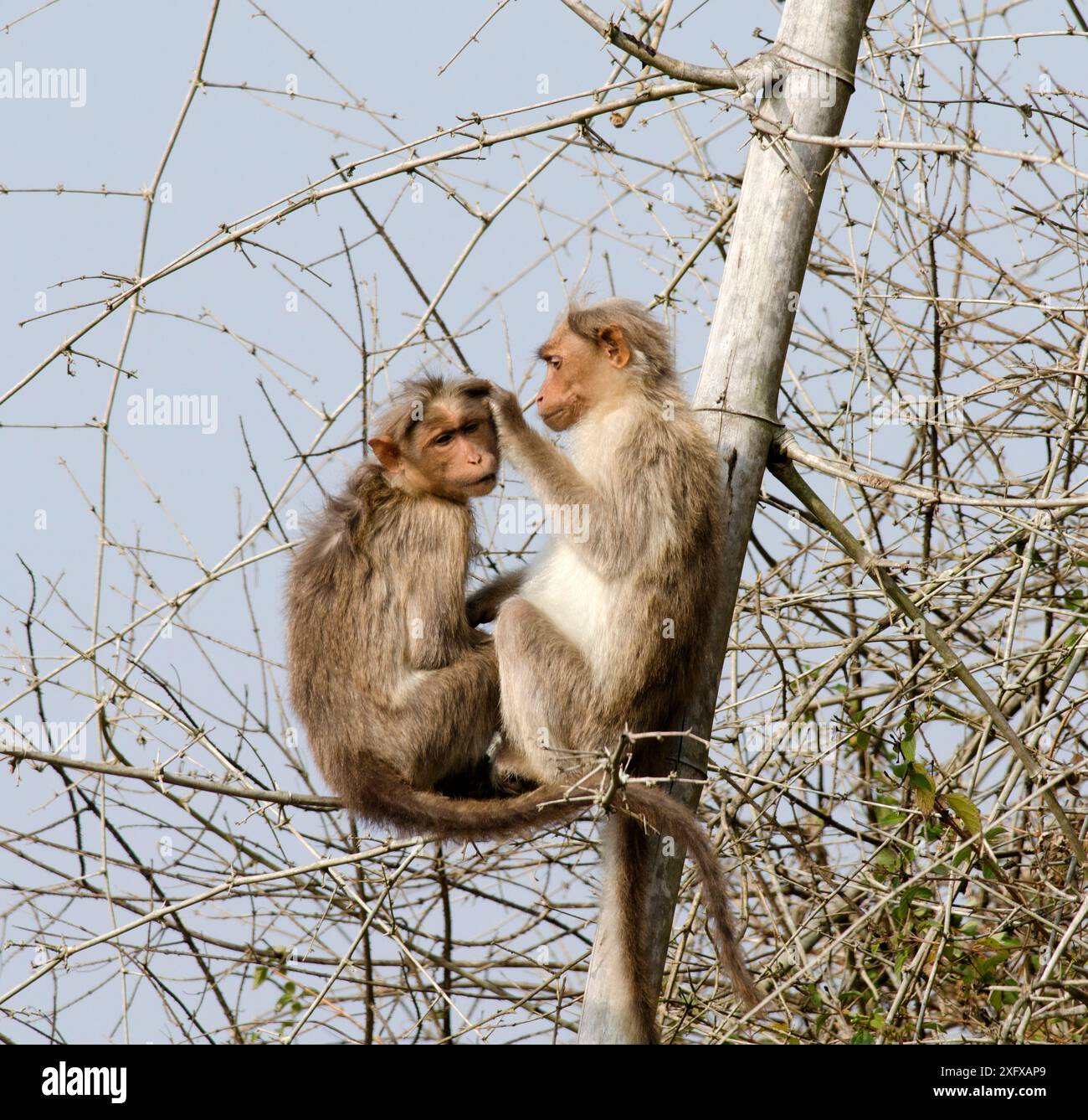 Bonnet macacque (Macaca radiata), two in tree, one grooming the other ...