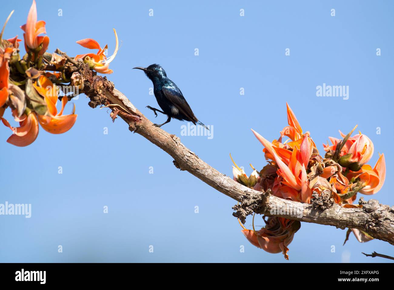 Purple sunbird (Cinnyris asiaticus) on branch between flowers. Bandipur ...