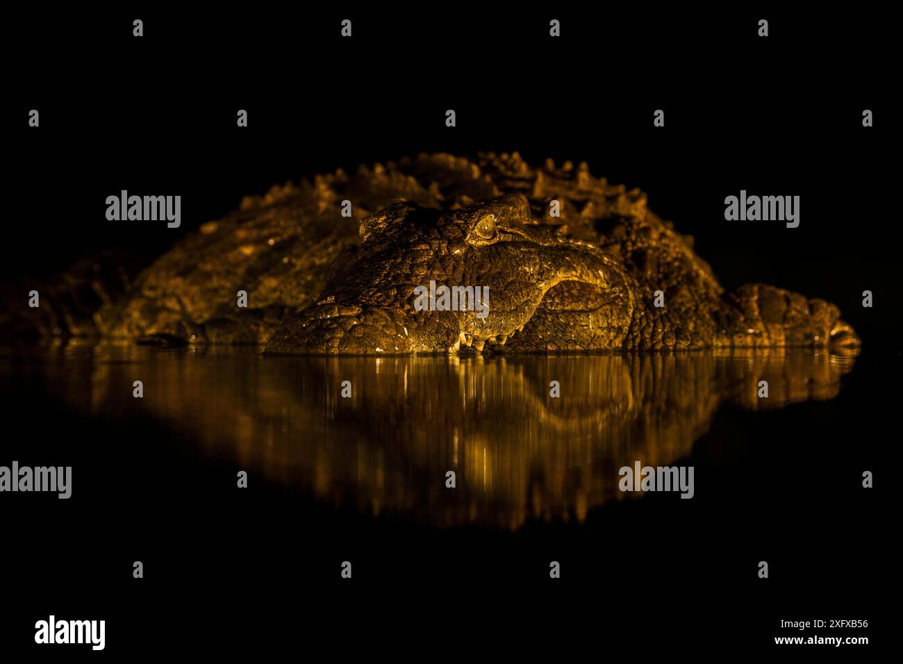 Nile crocodile (Crocodylus niloticus) at night, Zimanga private game ...