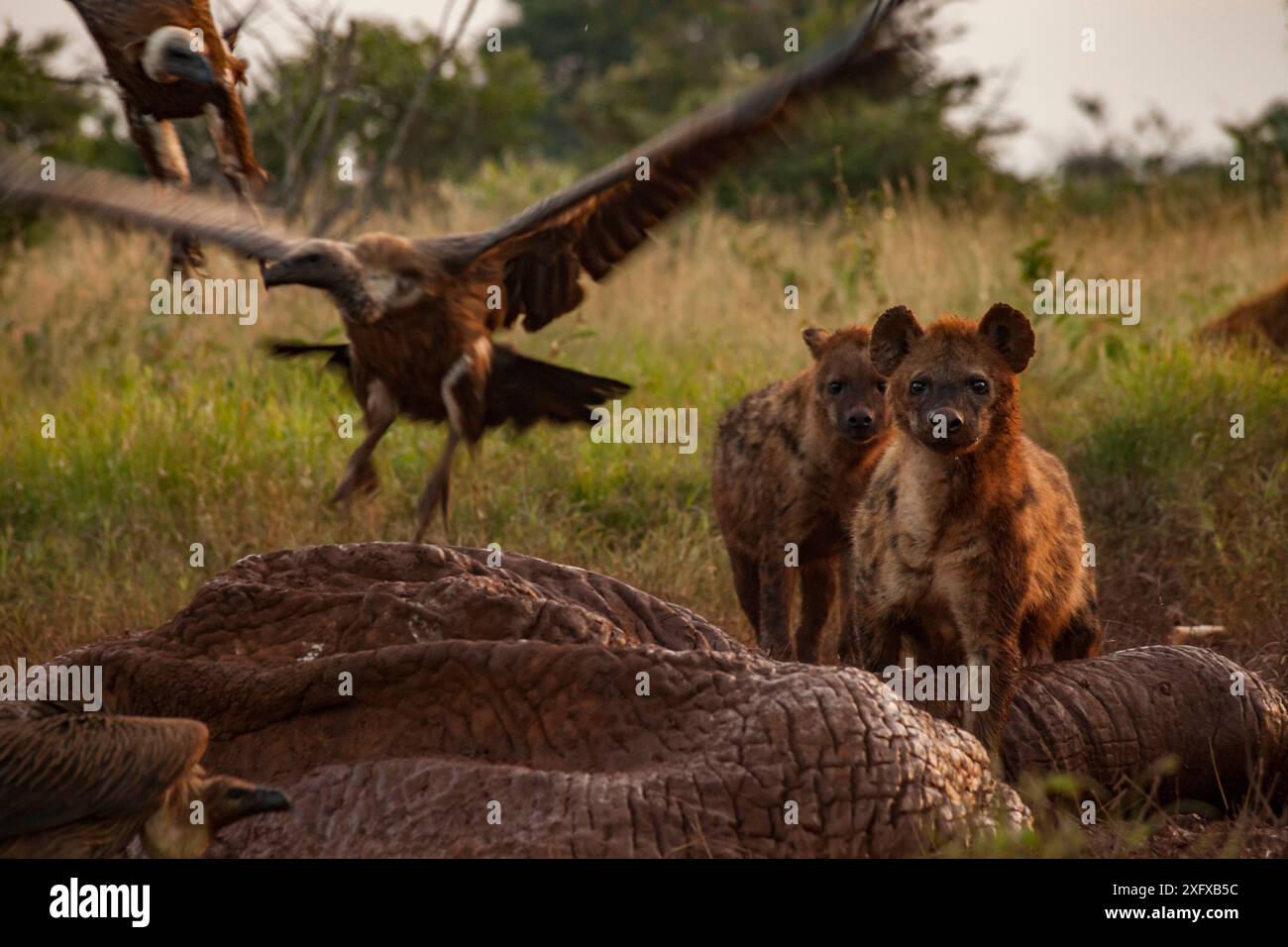 Vultures skin hi-res stock photography and images - Alamy