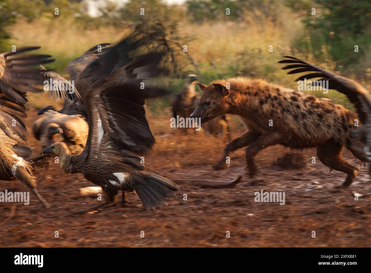 A spotted hyena (Crocuta crocuta) chases a flock of white-backed ...