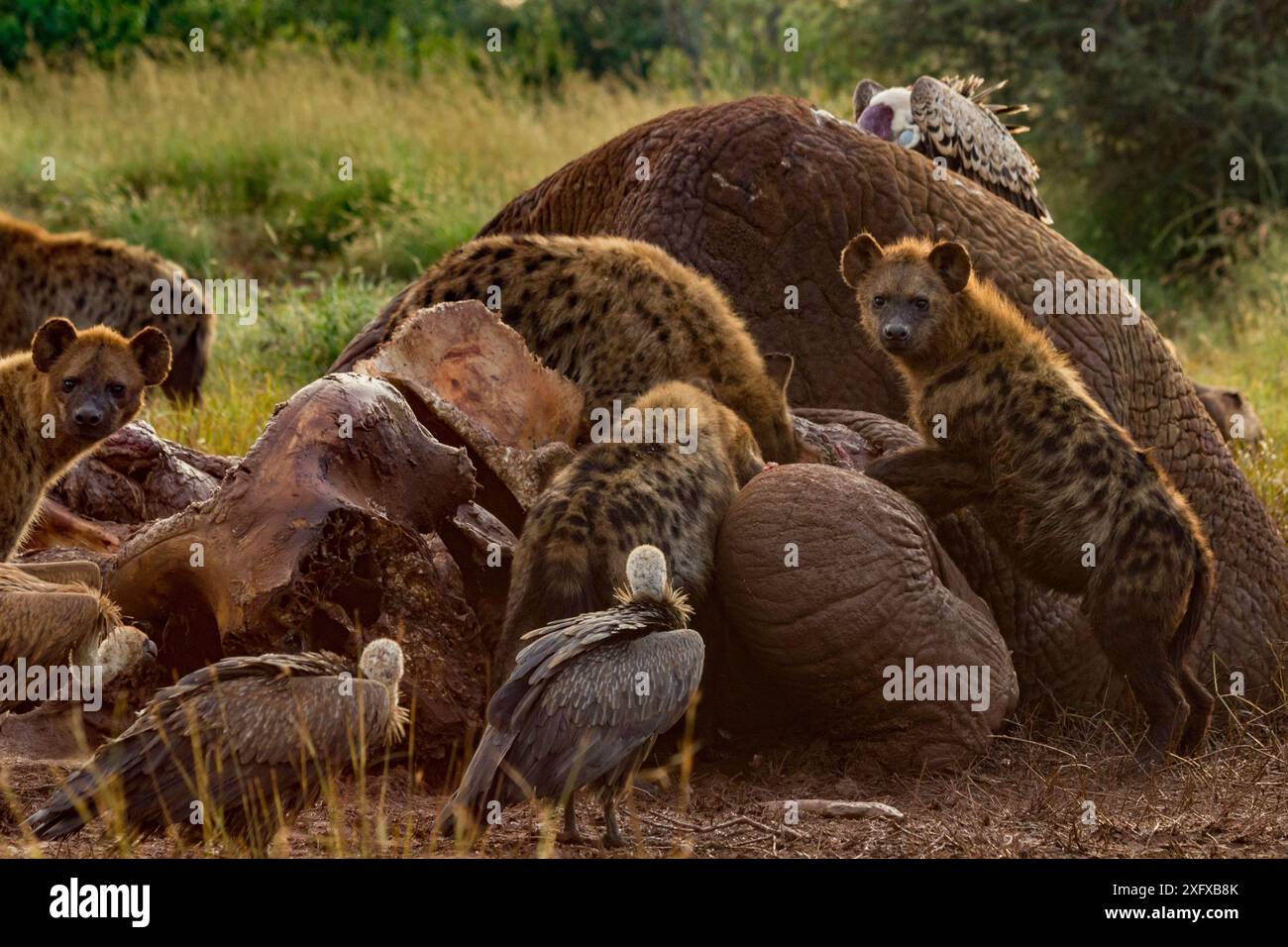 Spotted hyenas (Crocuta crocuta), Ruppell's griffon vultures (Gyps ...