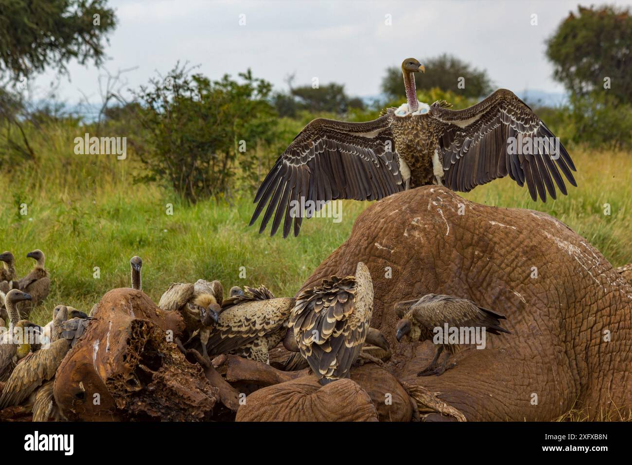 Ruppell's griffon vultures (Gyps rueppelli) and white-backed vultures ...