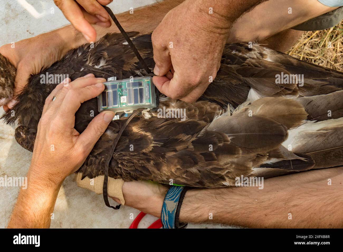 Biologists attaching a solar-powered GPS transmitter between the ...