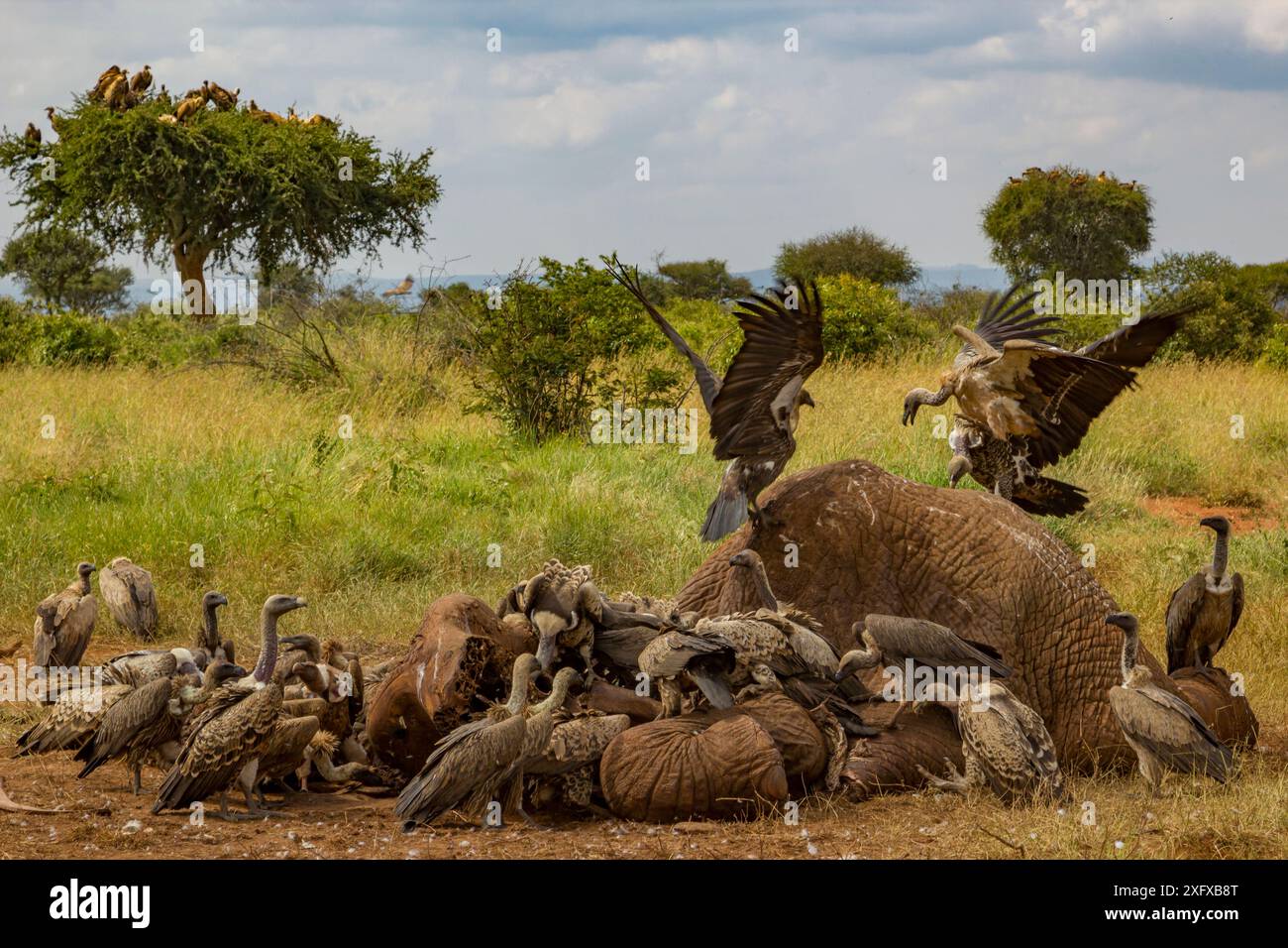 Carcass deceased bird on hi-res stock photography and images - Alamy
