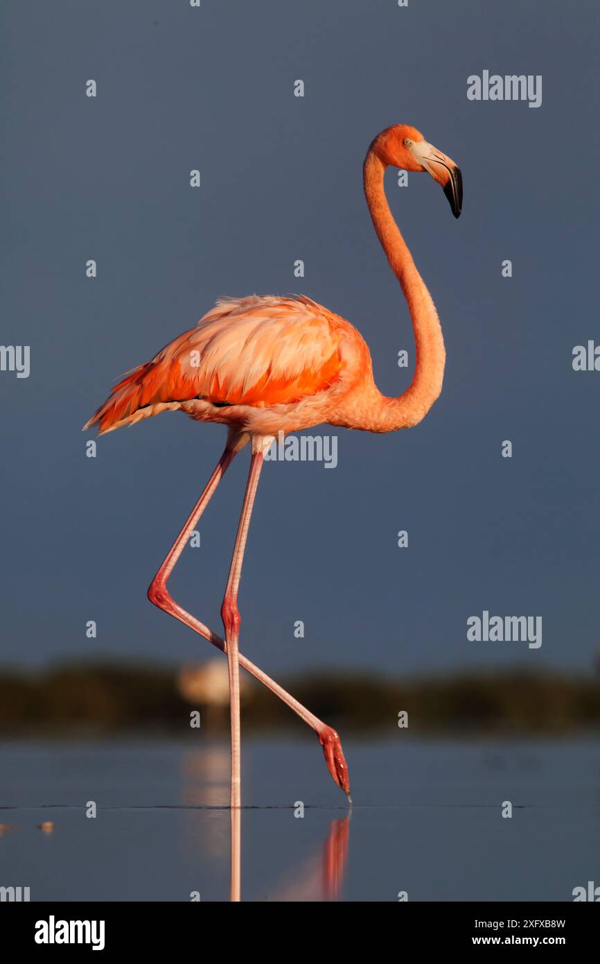 Caribbean flamingo (Phoenicopterus ruber) walking, Ria Lagartos ...